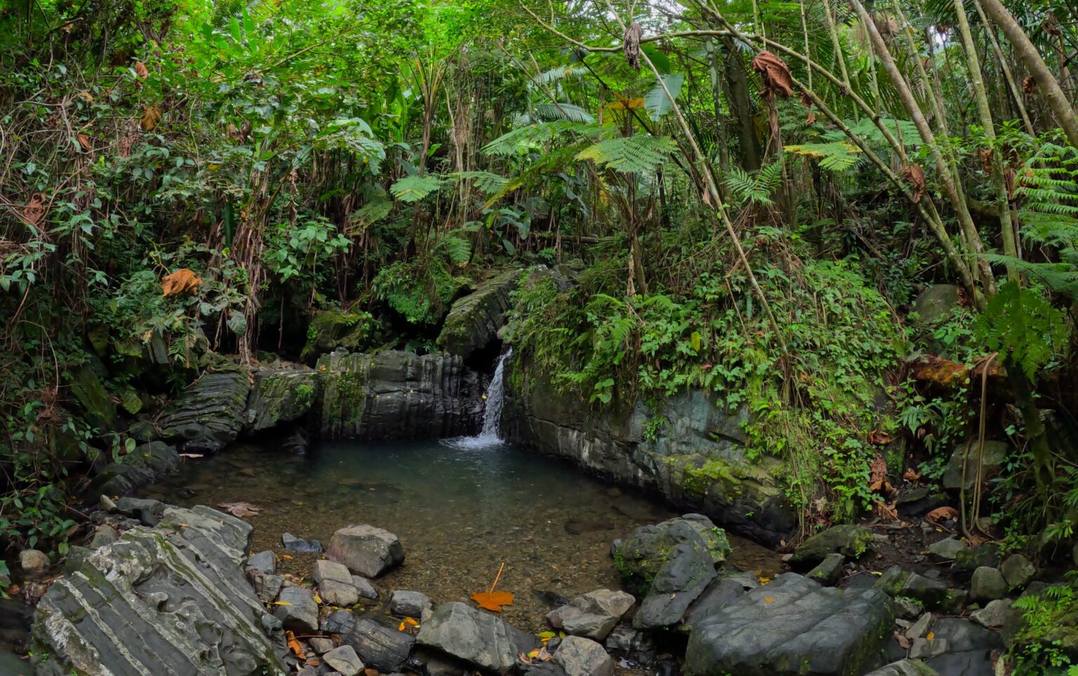 El Yunque National Forest | Puerto Rico
