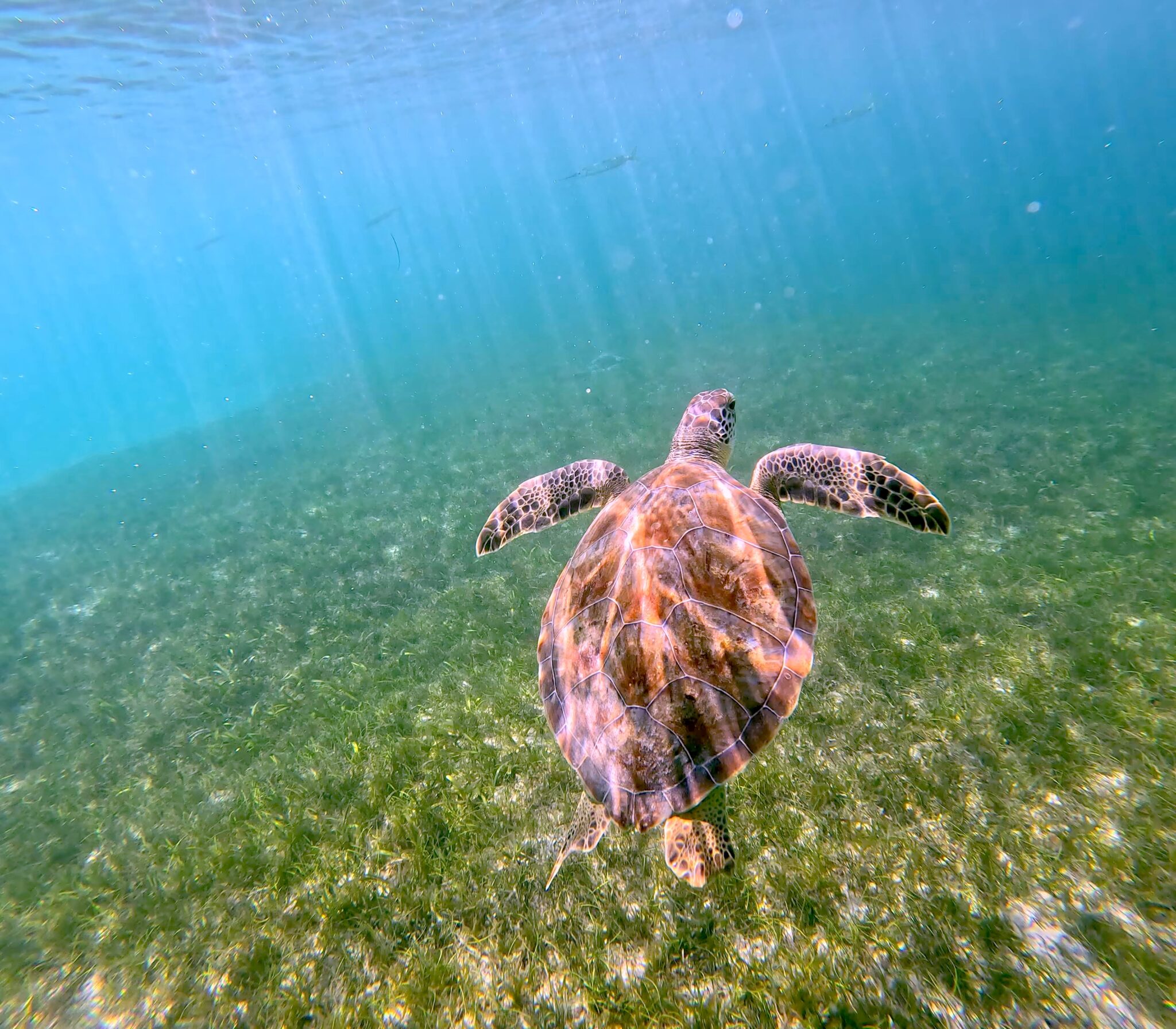 The Best Snorkeling in Puerto Rico